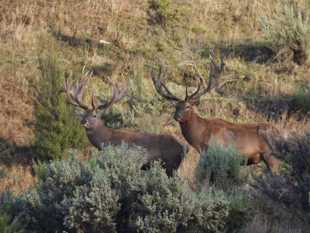 Trophy hunting new zealand - Red Stag Trophy Hunting